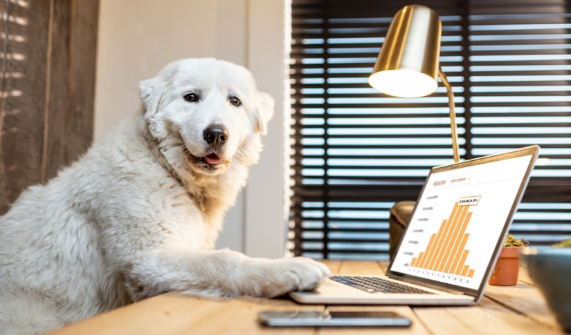 Cloud Based Veterinary Practice Software | IDEXX Veterinary Software